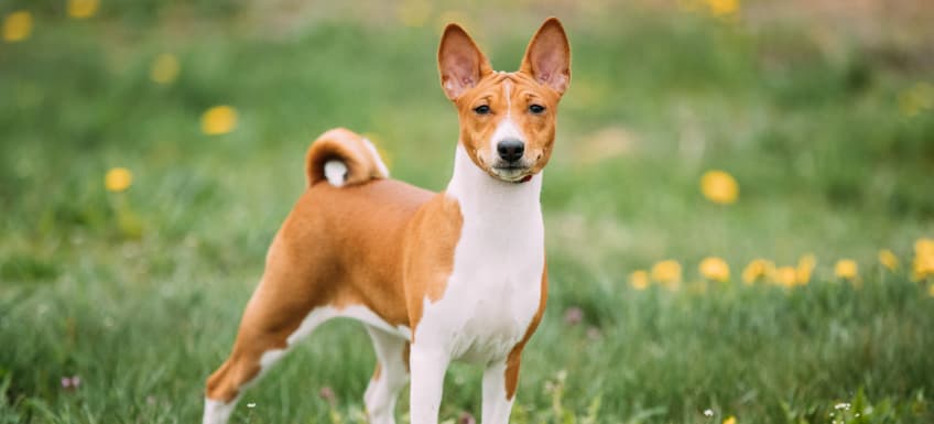 Guide to Owning a Basenji: Grooming, Health and More | PetPost