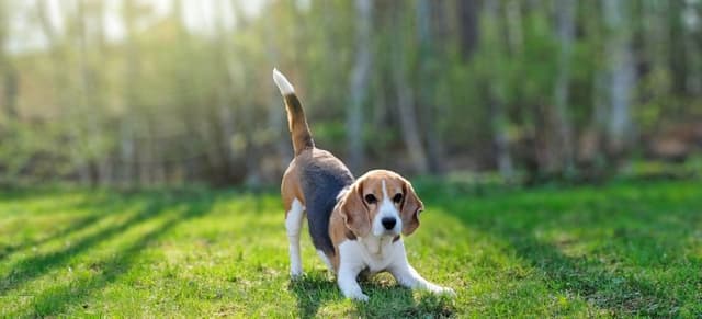 Guide to Owning a Beagle: Grooming, Health, and More | PetPost