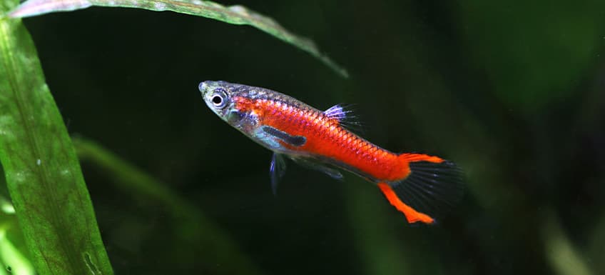 red pet fish types